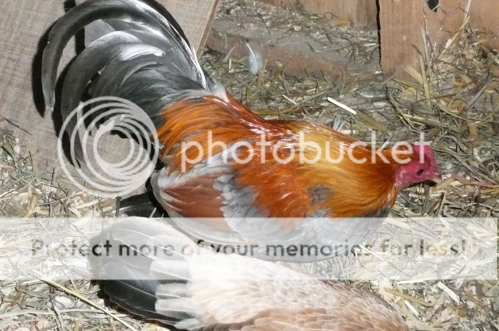 blue wheaton oegb cock and wheaton oegb pullet | BackYard Chickens ...