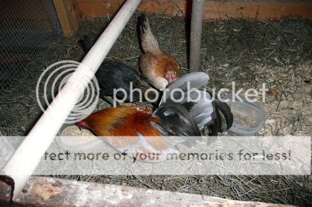 blue wheaton oegb cock and wheaton oegb pullet | BackYard Chickens ...