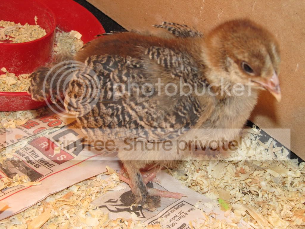 So do I have a Light Brahma OR Silver Ameraucana OR...? | BackYard ...