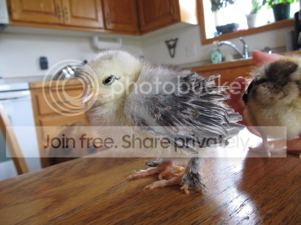 5-toe frizzle feather-legged baby | BackYard Chickens - Learn How to ...