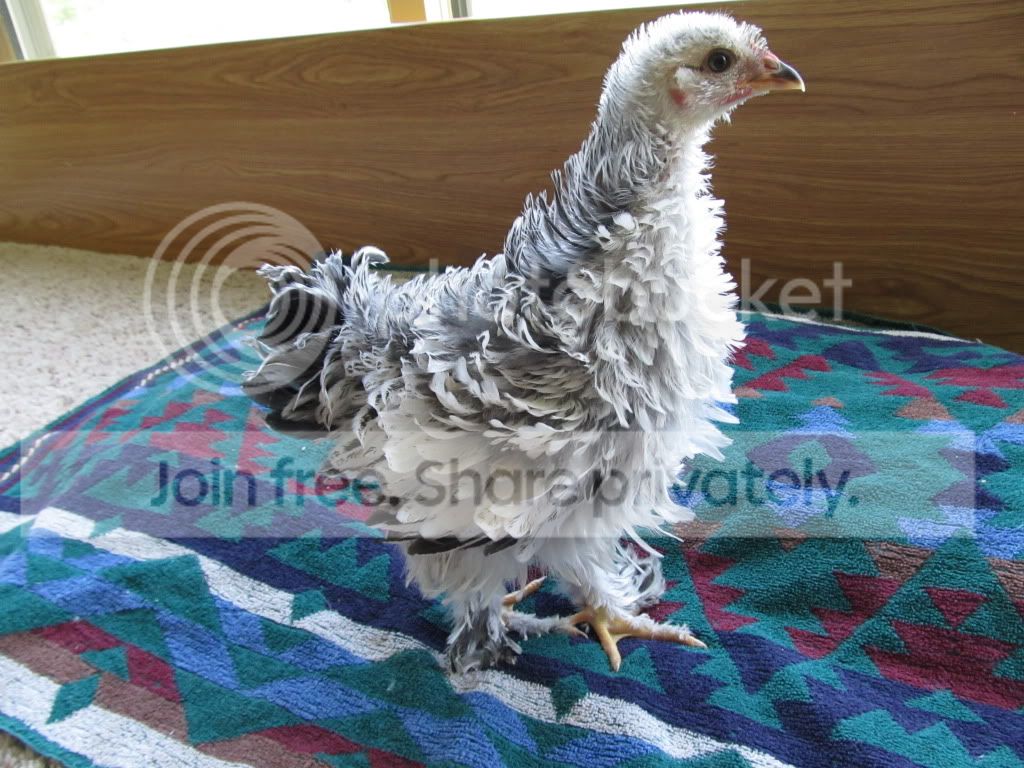 Can I breed my Frizzle hen with the neighbors Barred Rock rooster ...